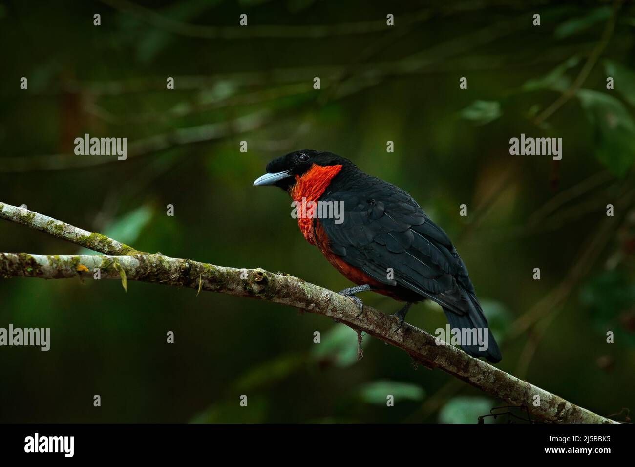 Red-ruffed Fruitcrow, Pyroderus scutatus, exotic rare tropic bird in ...