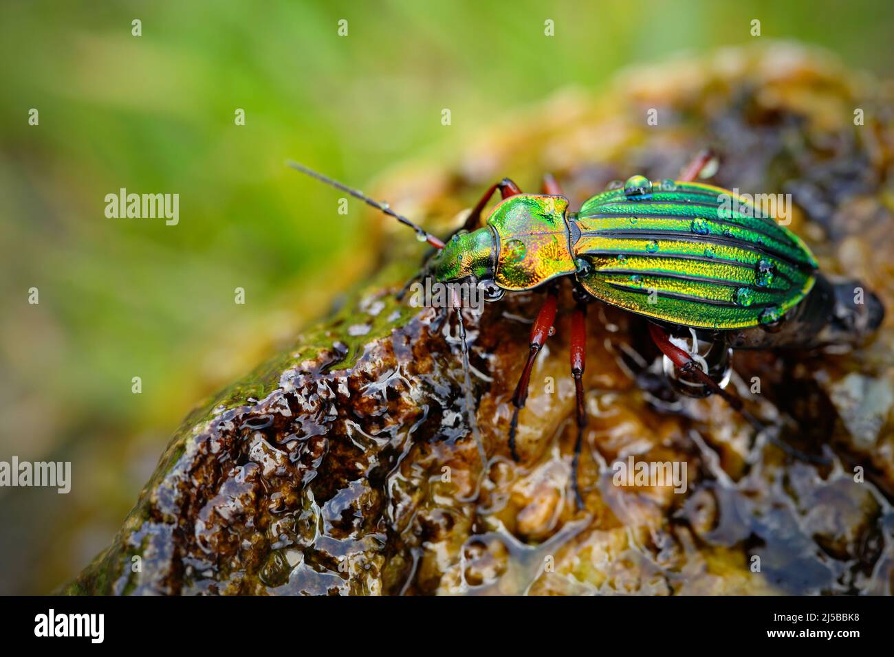 Golden ground beetle, Carabus auronitens, beautiful glossy insect on ...