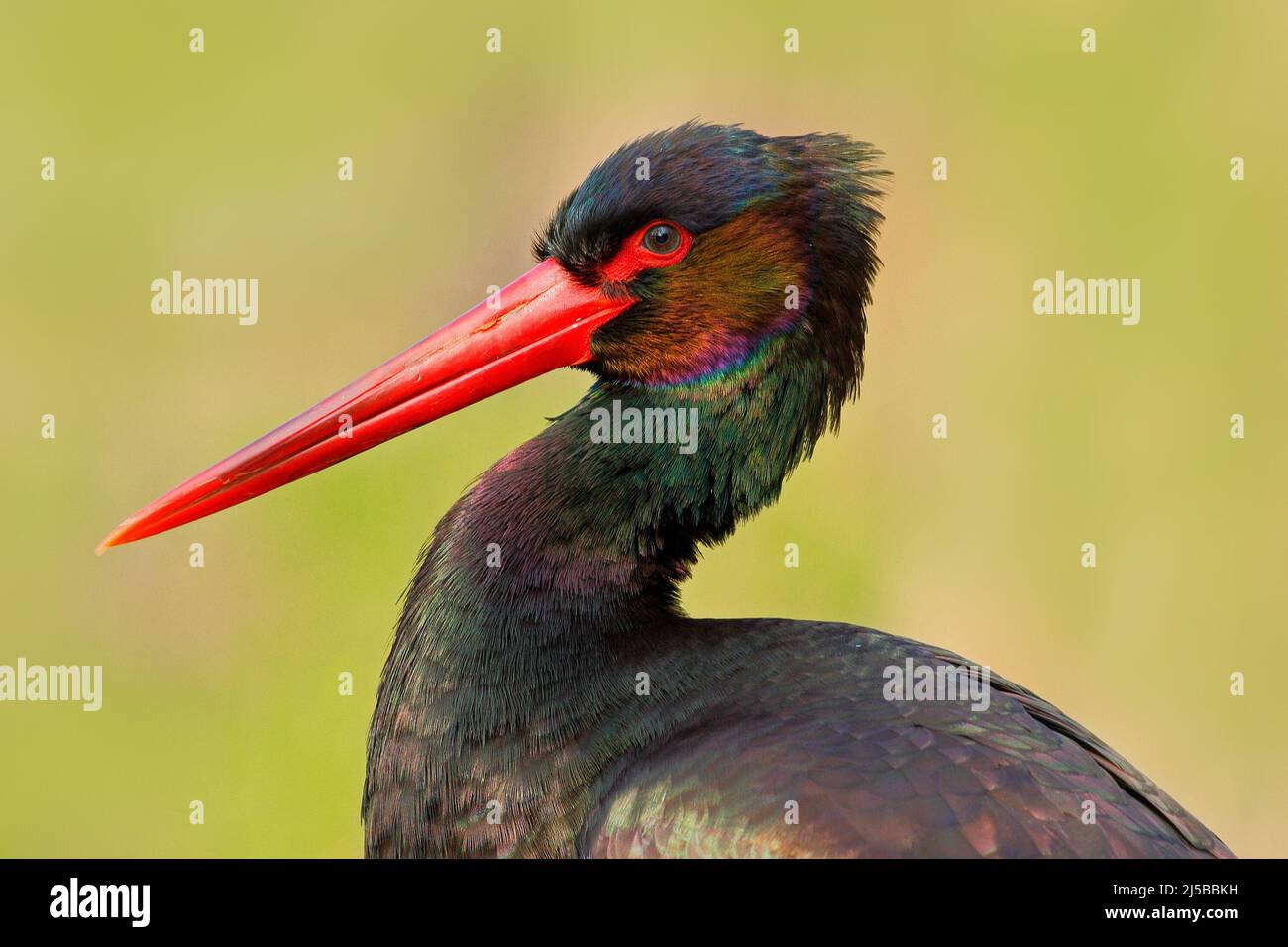 Detail close-up portrait of bird. Bird Black Stork with red bill ...