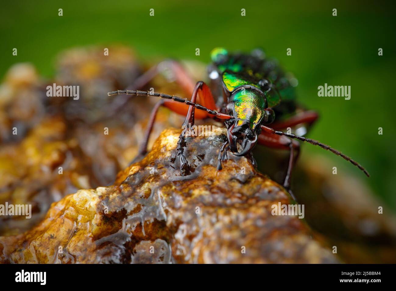 Golden green stag beetle hi-res stock photography and images - Alamy