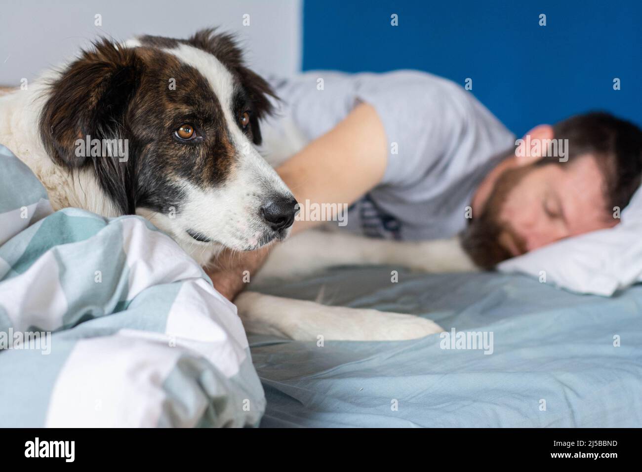 man and cute white dog sleeping in bed Stock Photo - Alamy