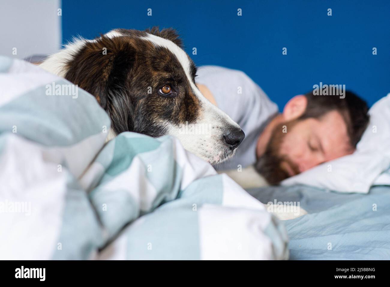 man and cute white dog sleeping in bed Stock Photo - Alamy