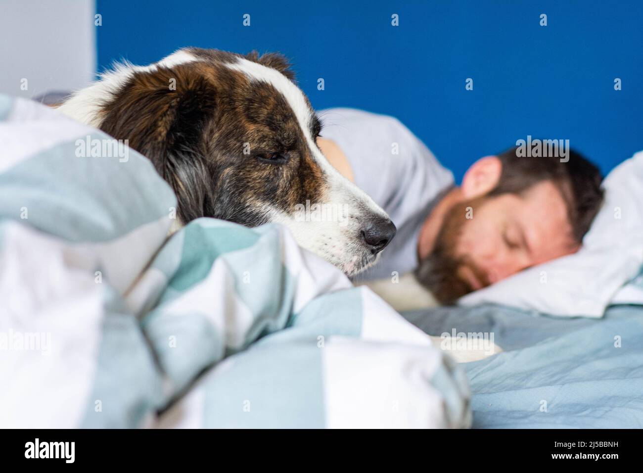 man and cute white dog sleeping in bed Stock Photo - Alamy