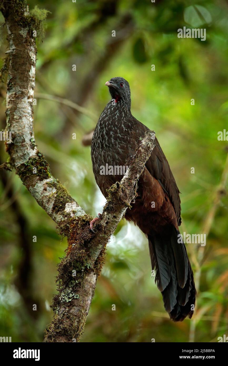 Band-tailed Guan, Penelope argyrotis, rare bird from dark forest Santa ...