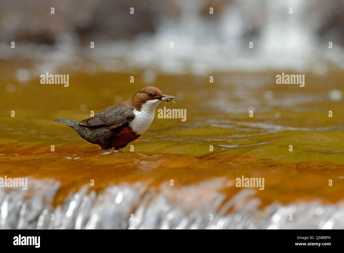 White-throated Dipper, Cinclus cinclus, water diver with food in the ...