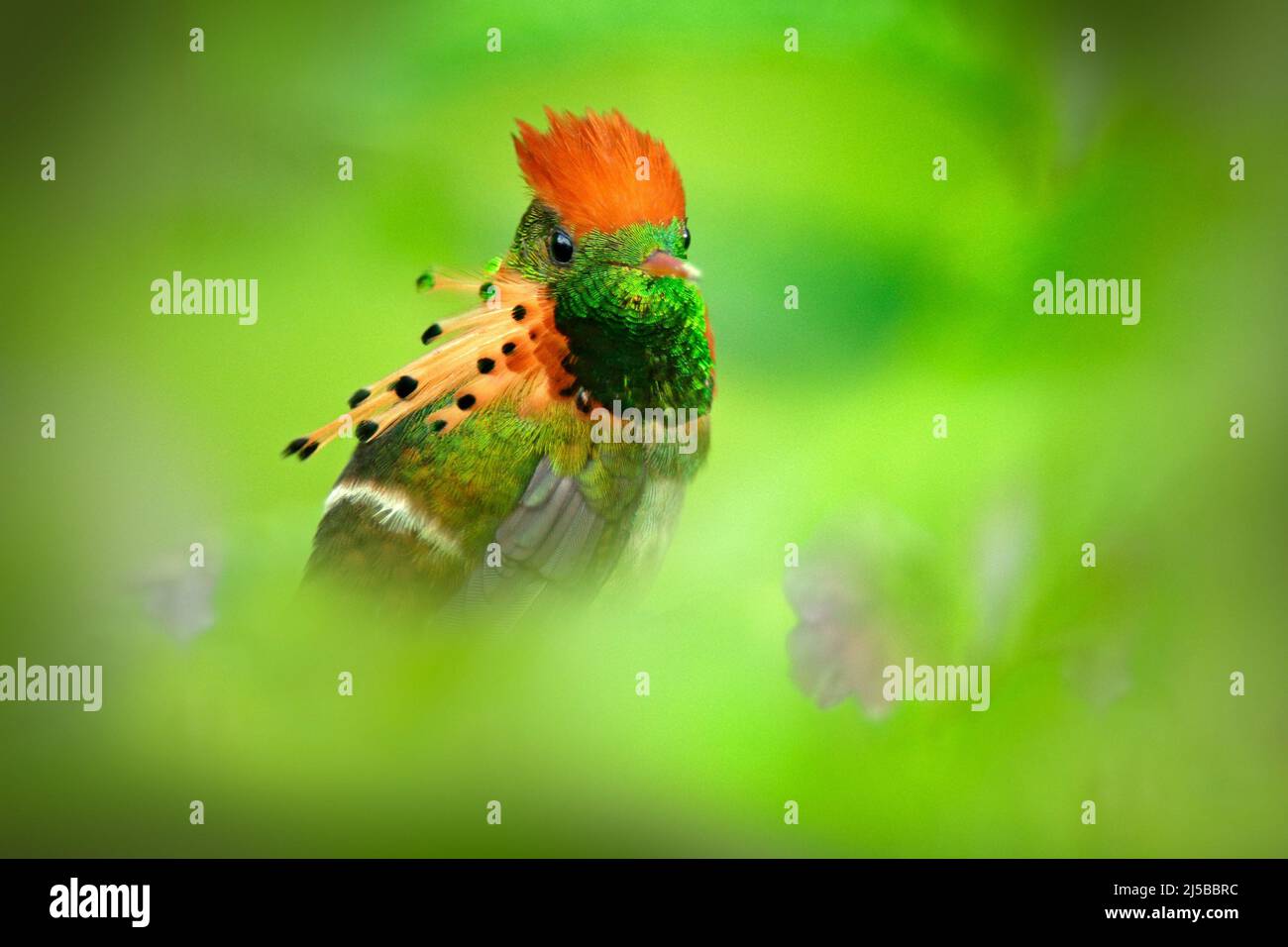 Beautiful bird. Tufted Coquette, colourful hummingbird with orange ...