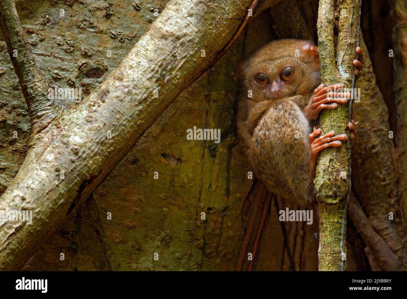 Spectral Tarsier, Tarsius spectrum, hidden portrait of rare nocturnal ...