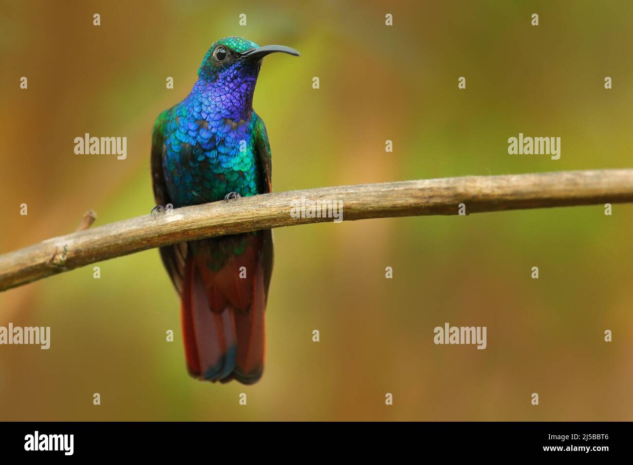 Lazuline Sabrewing, Campylopterus falcatus, hummingbird in natural ...