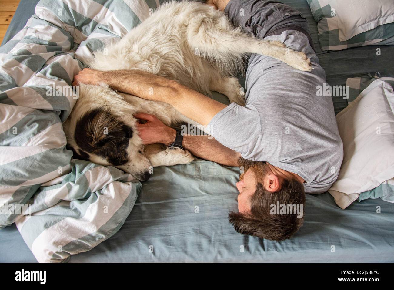 man and cute white dog sleeping in bed Stock Photo - Alamy