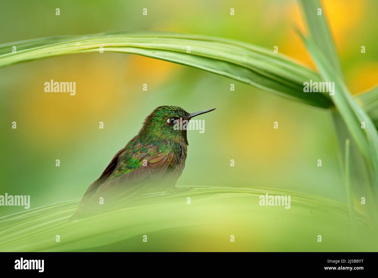 Rare hummingbird hi-res stock photography and images - Alamy