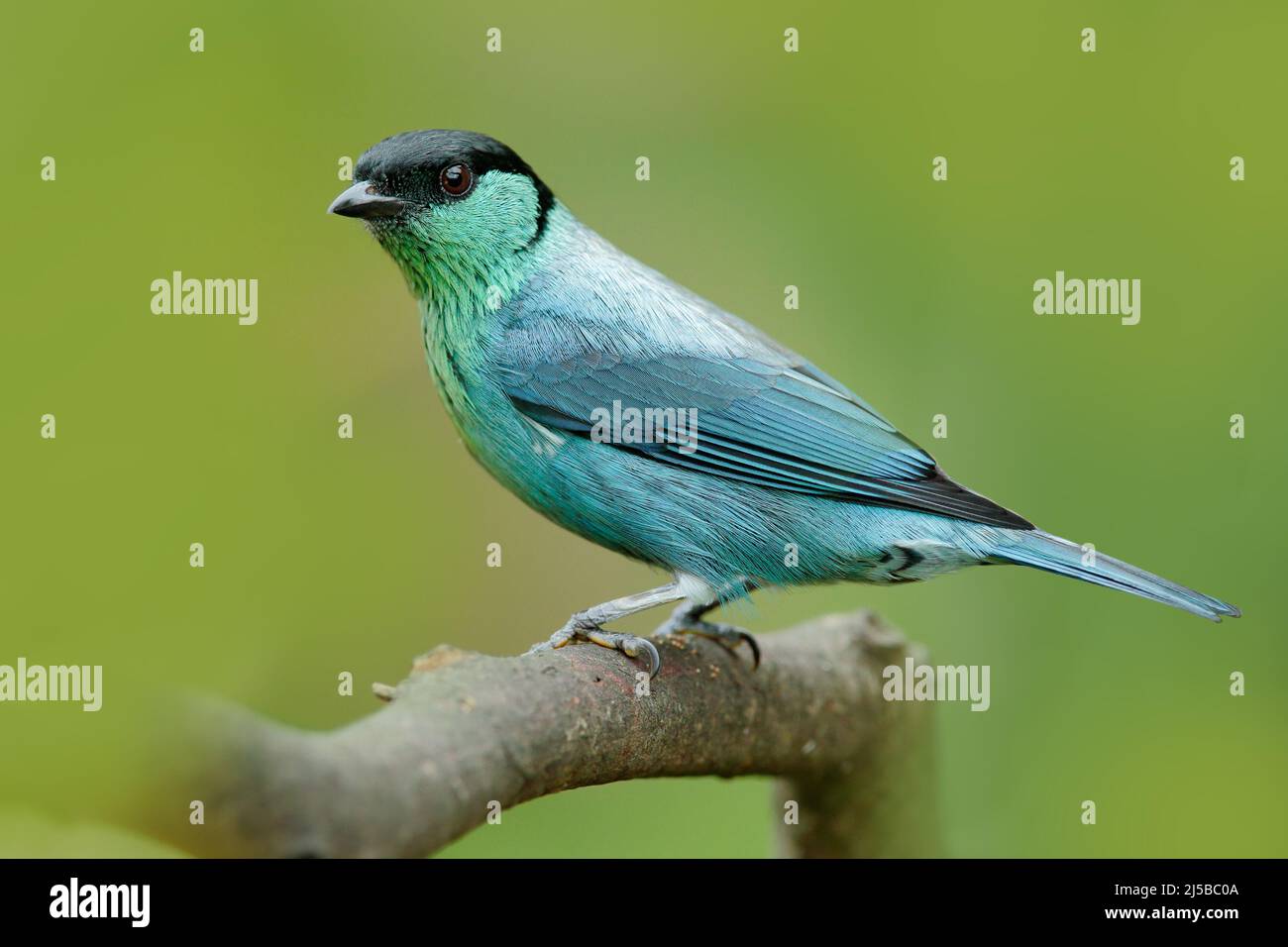 Black-capped tanager, Tangara heinei, bird in the green forest habitat ...