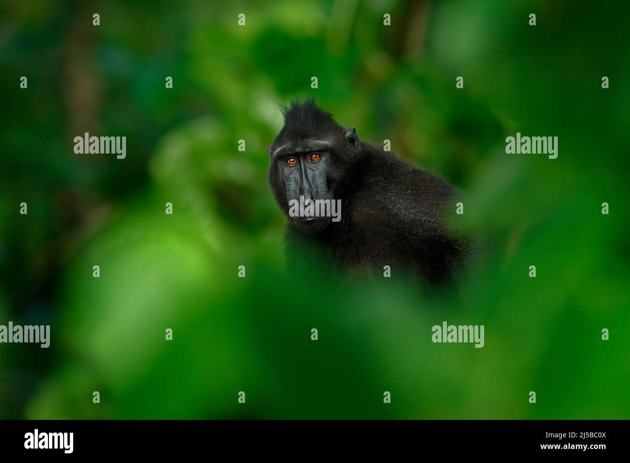 Black monkey hidden in the green vegetation, sitting in the nature ...