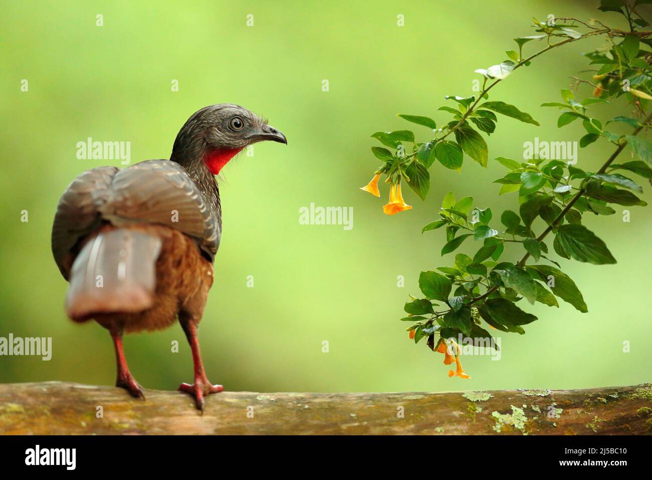 Band-tailed Guan, Penelope argyrotis, rare bird from dark forest Santa ...