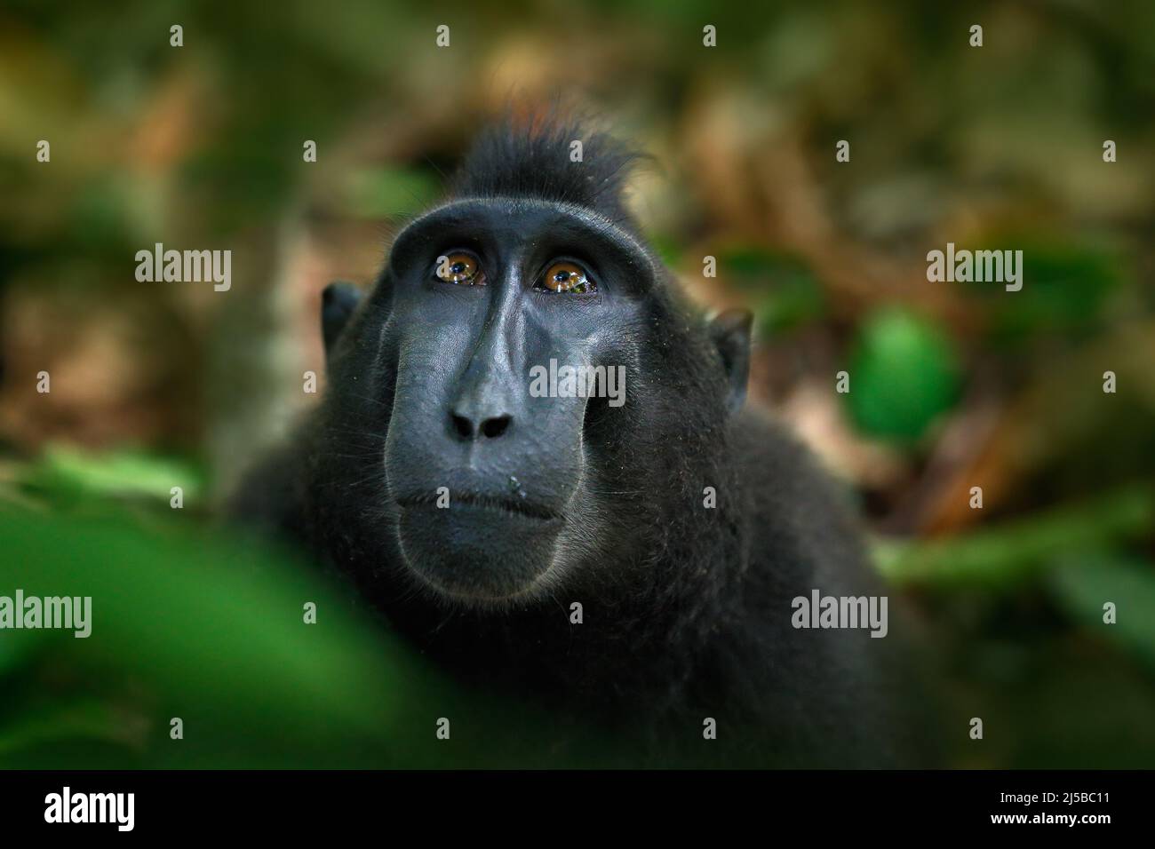 Celebes crested Macaque, Macaca nigra, black monkey, detail portrait ...