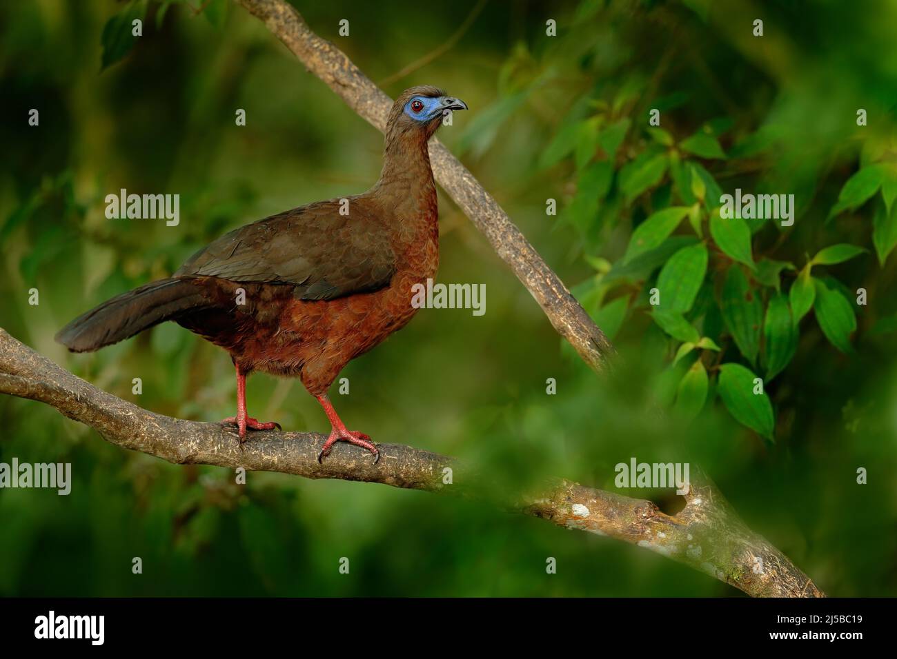Band-tailed Guan, Penelope argyrotis, rare bird from dark forest Santa ...