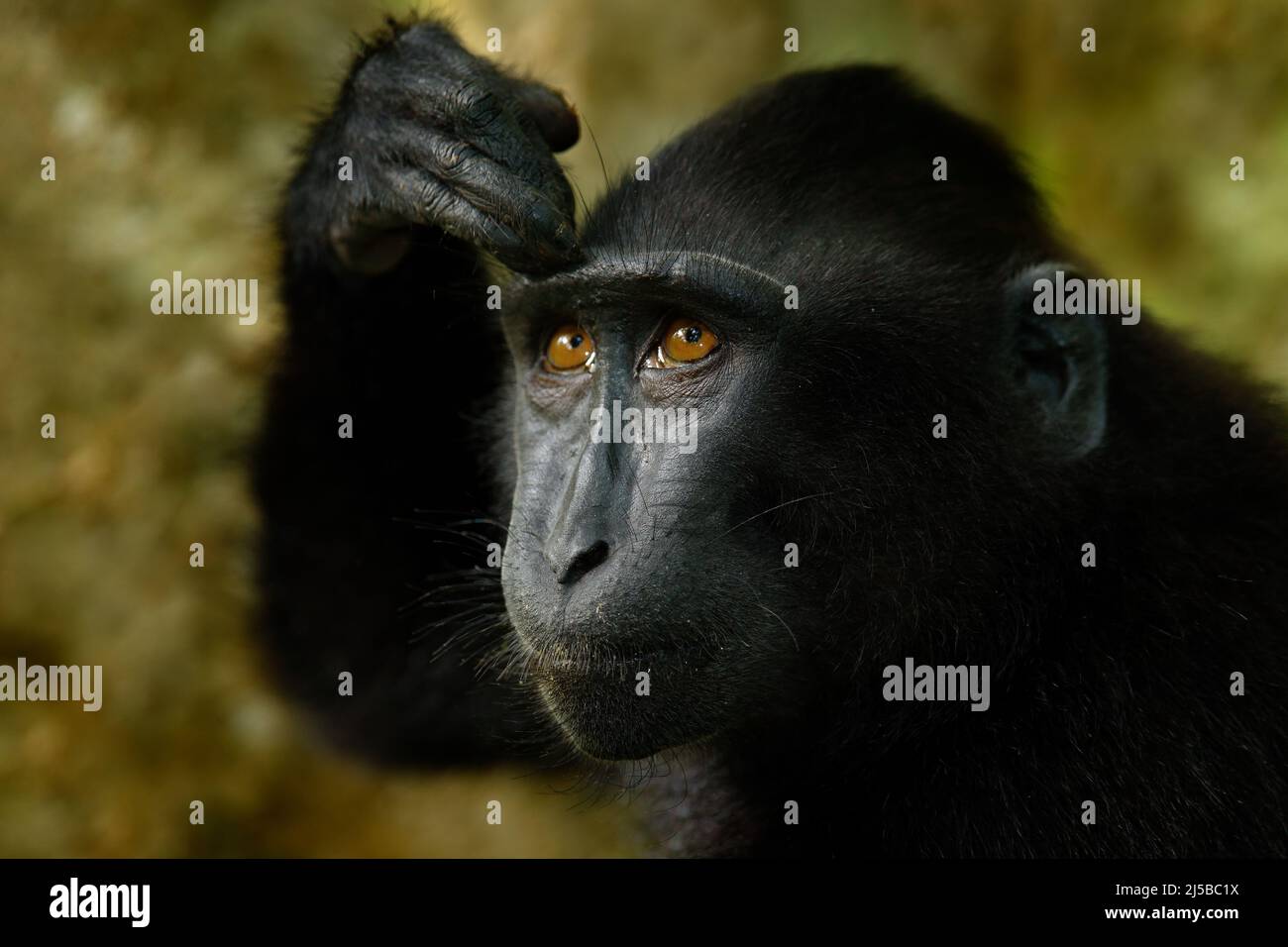 Celebes crested Macaque, Macaca nigra, black monkey, detail portrait ...