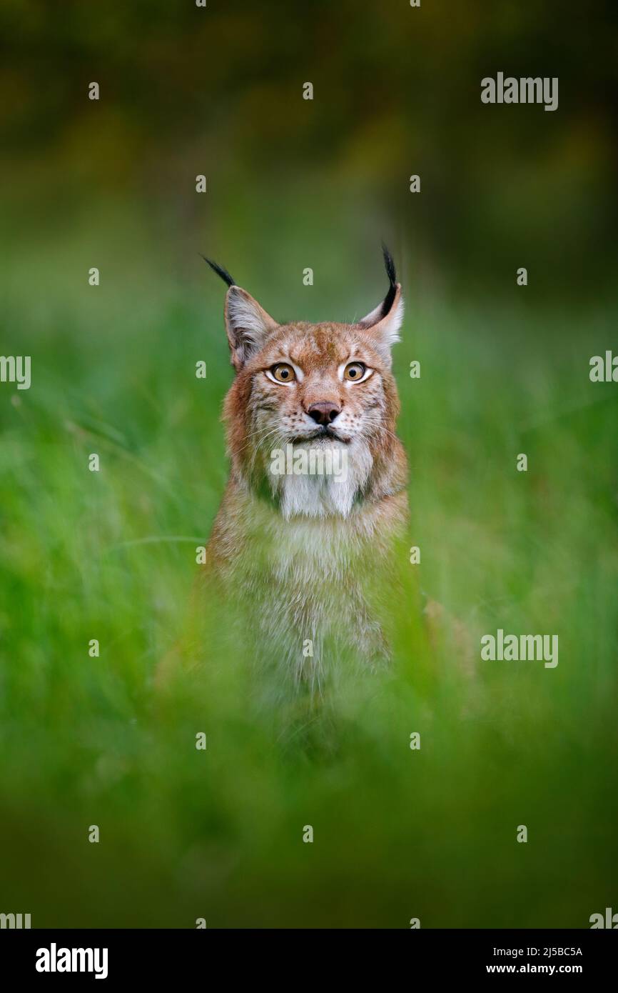 Eurasian lynx hidden in the green grass in Czech forest. Beautiful big ...