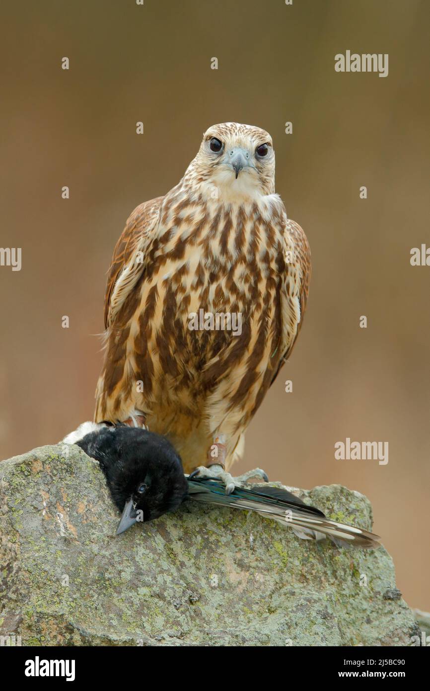 Birds of prey Saker Falcon with kill catch magpie sitting on the stone ...