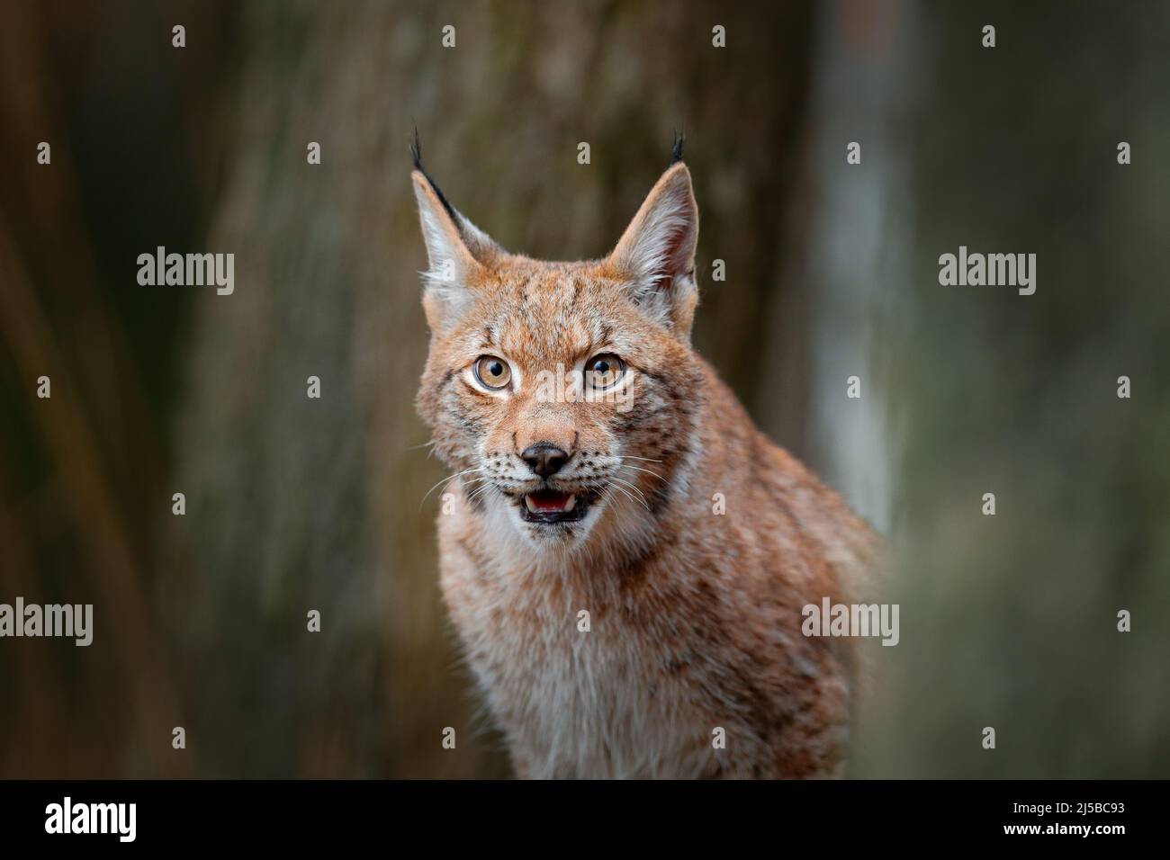 Eurasian Lynx, portrait of wild cat hidden in forest at rock mountain ...