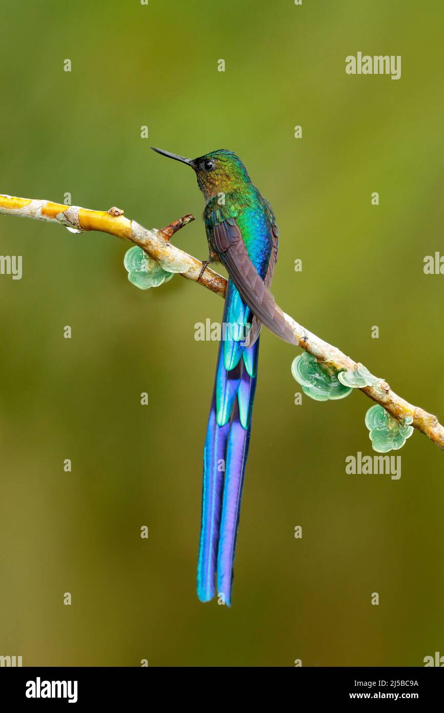 Bird with long tail. Beautiful blue glossy hummingbird with long tail ...