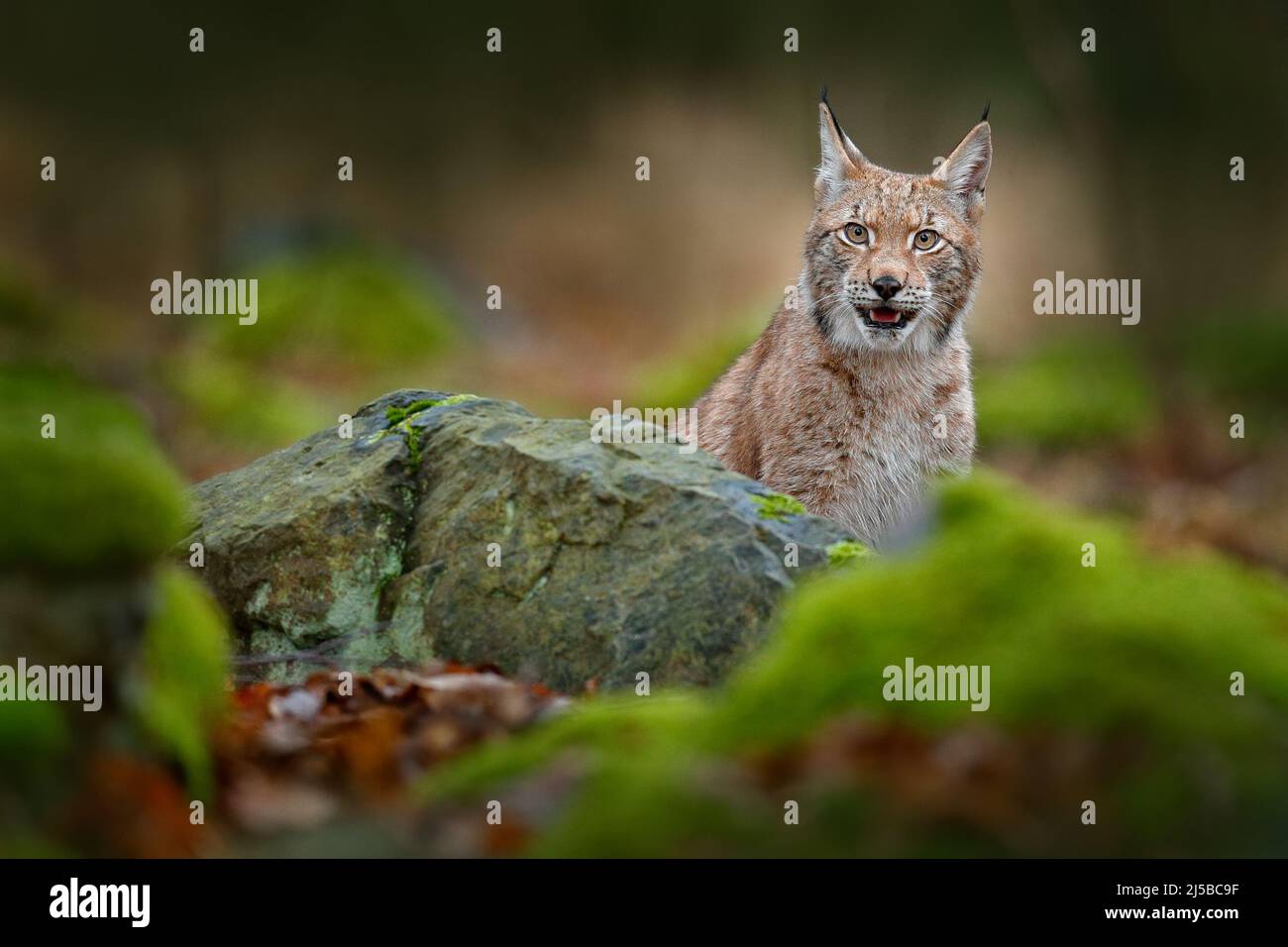 Lynx hidden in the green stone in forest. Lynx, Eurasian wild cat ...