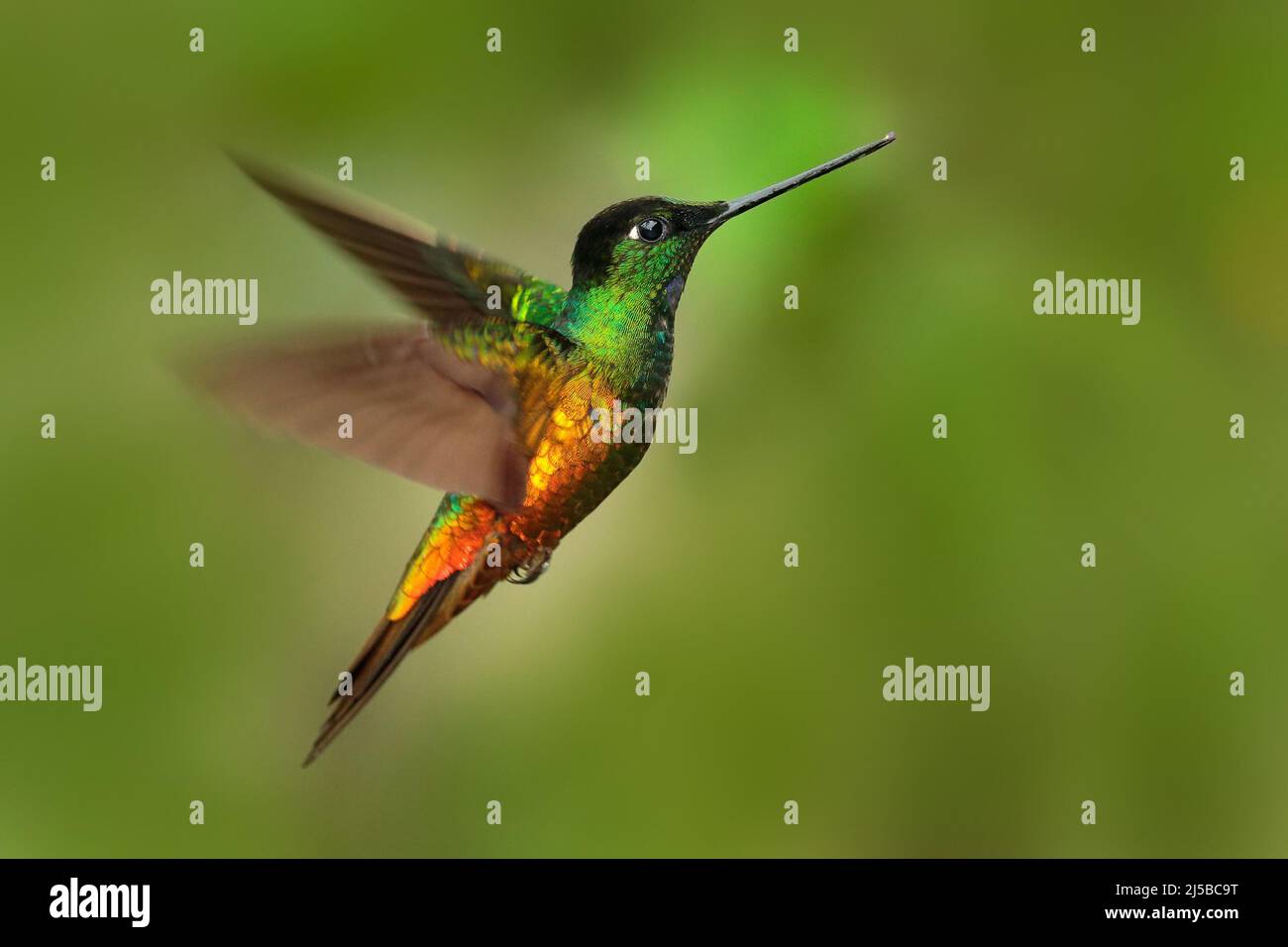 Beautiful bird in flight. Hummingbird Golden-bellied Starfrontlet ...