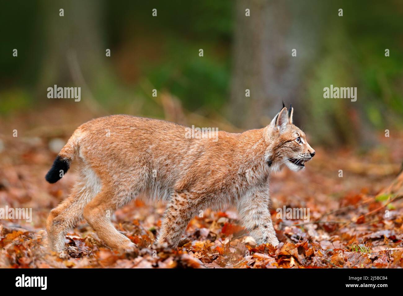 Eurasian Lynx hunting in orange forest. Wild cat Lynx in the nature ...