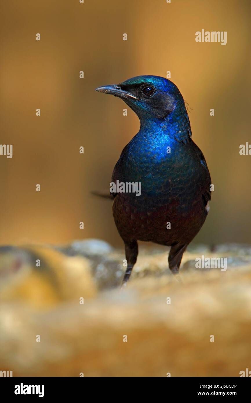 Meves's Long-tailed Starling, Lamprotornis mevesii, sitting on the ...