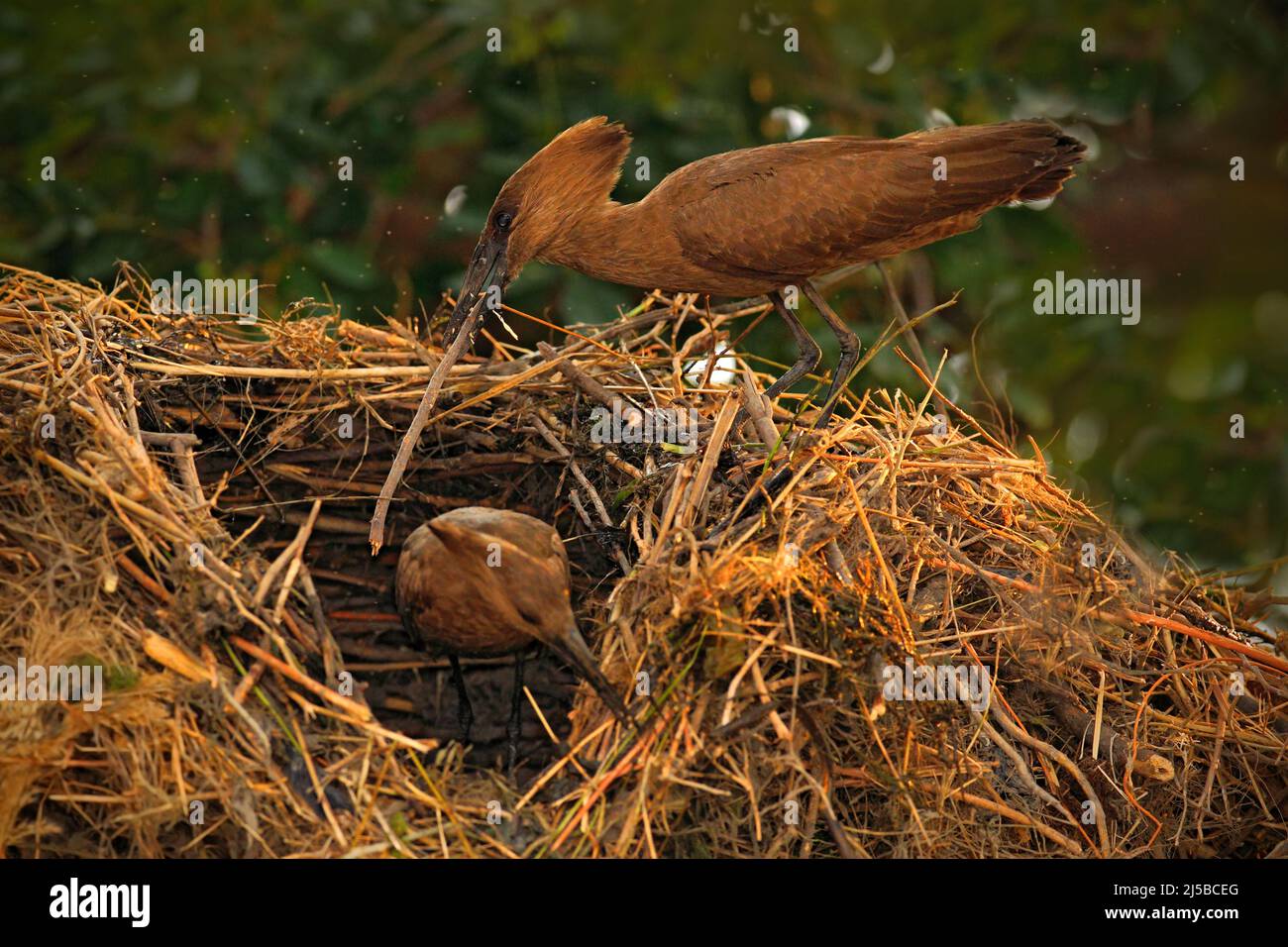 Bird Hamerkop, Scopus umbretta, in the nest. Bird building nest with ...