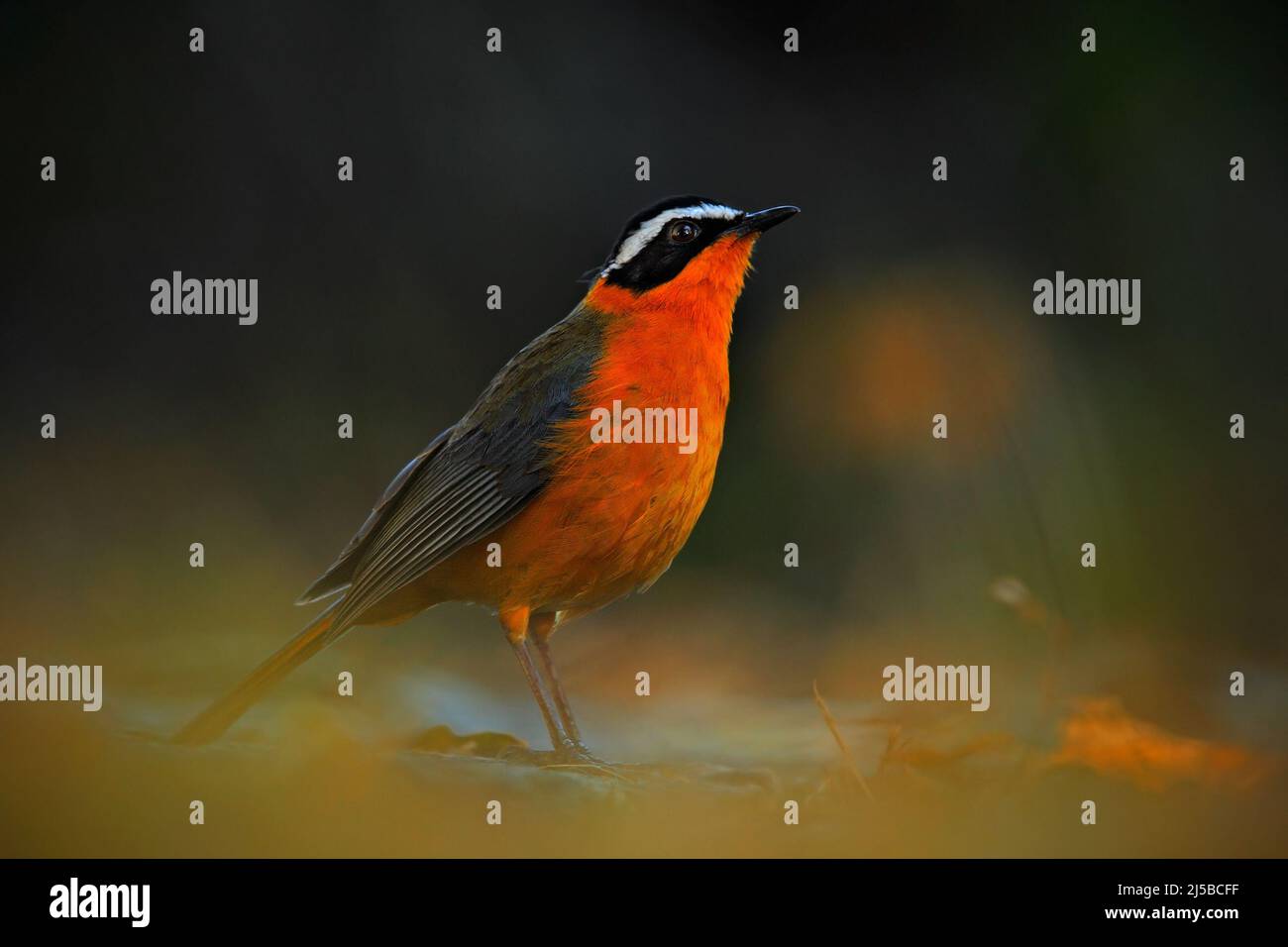 White-browed Robin-Chat, Cossypha heuglini, sitting on the stone in the ...