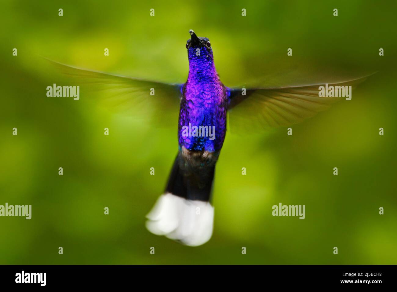 Face view. Flying big blue Hummingbird Violet Sabrewing with blurred ...