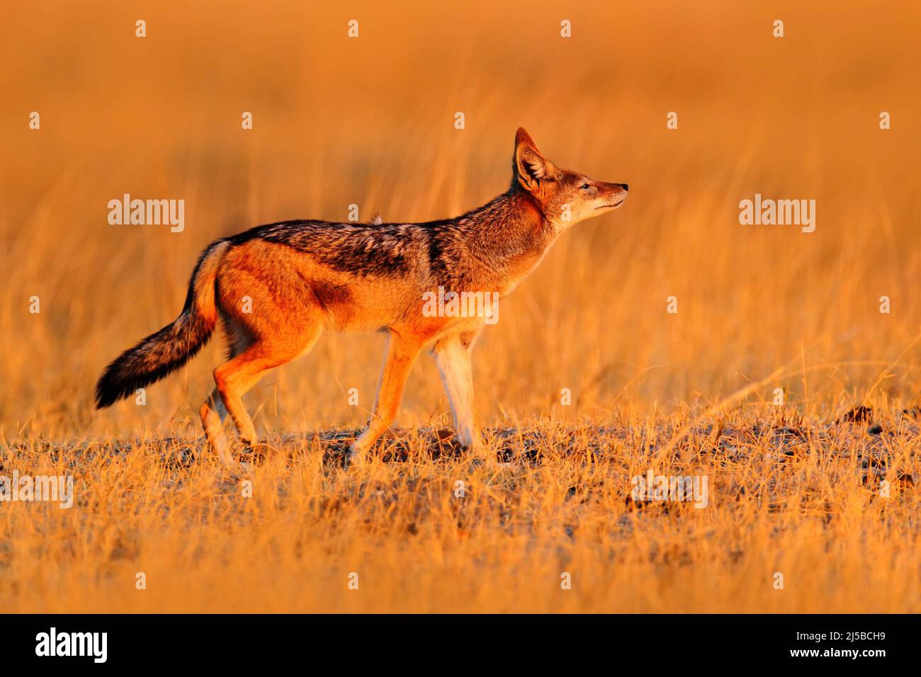 Jackal with evening sun. Black-Backed Jackal, Canis mesomelas mesomelas ...