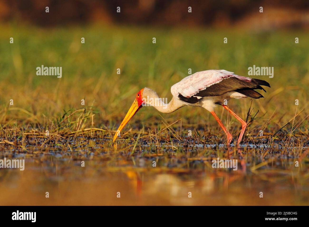 Strok in the nature march habitat. Stork in Africa. Bird in the water ...
