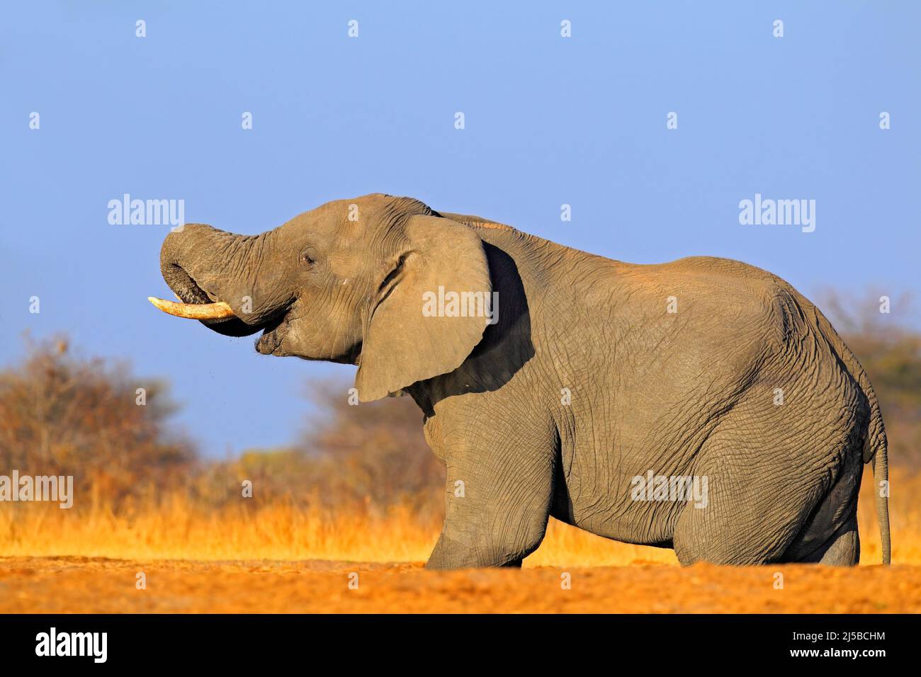 Big African Elephant, on the gravel road, with blue sky and green tree ...