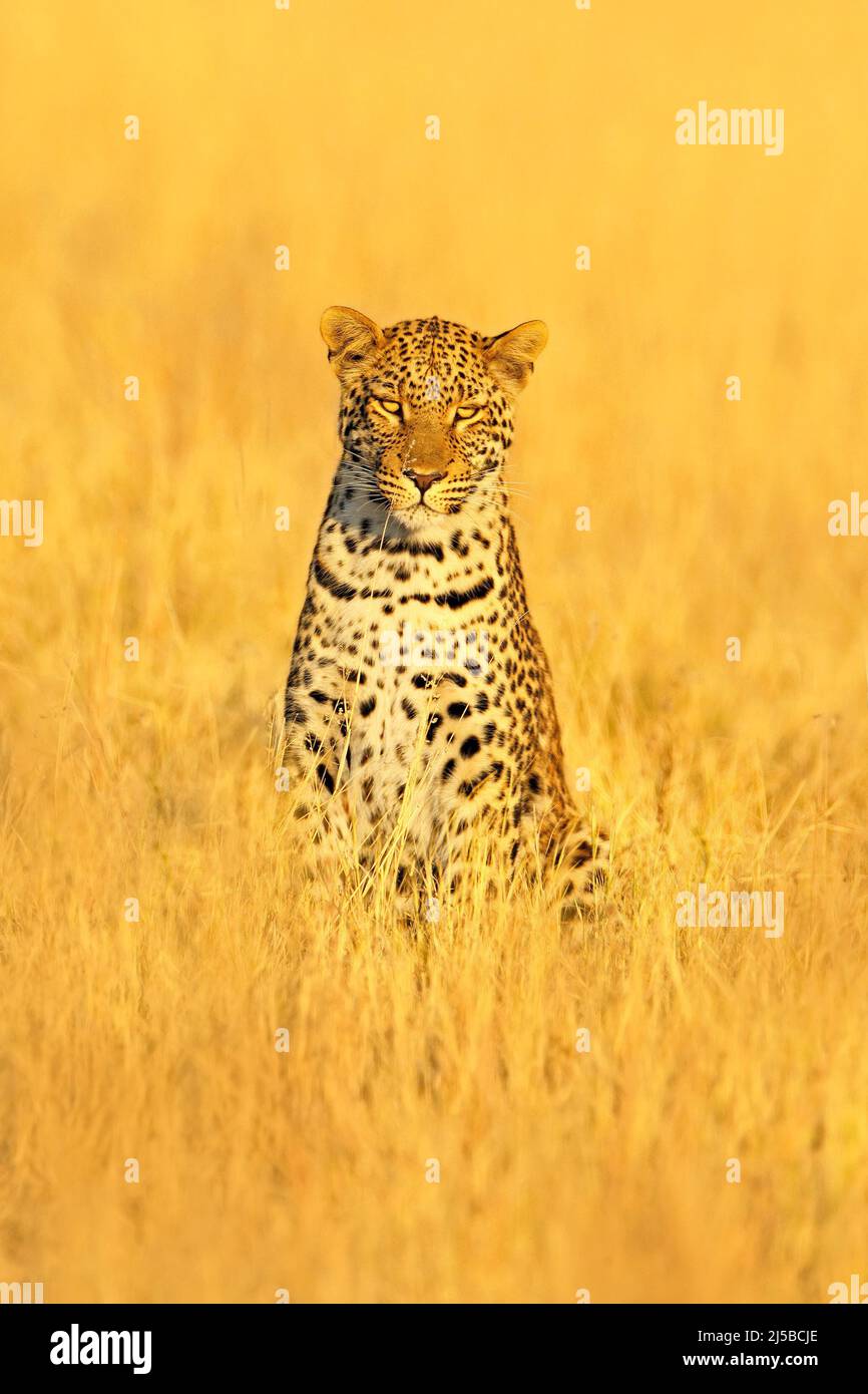 Leopard, Panthera pardus shortidgei, hidden portrait in the nice yellow ...