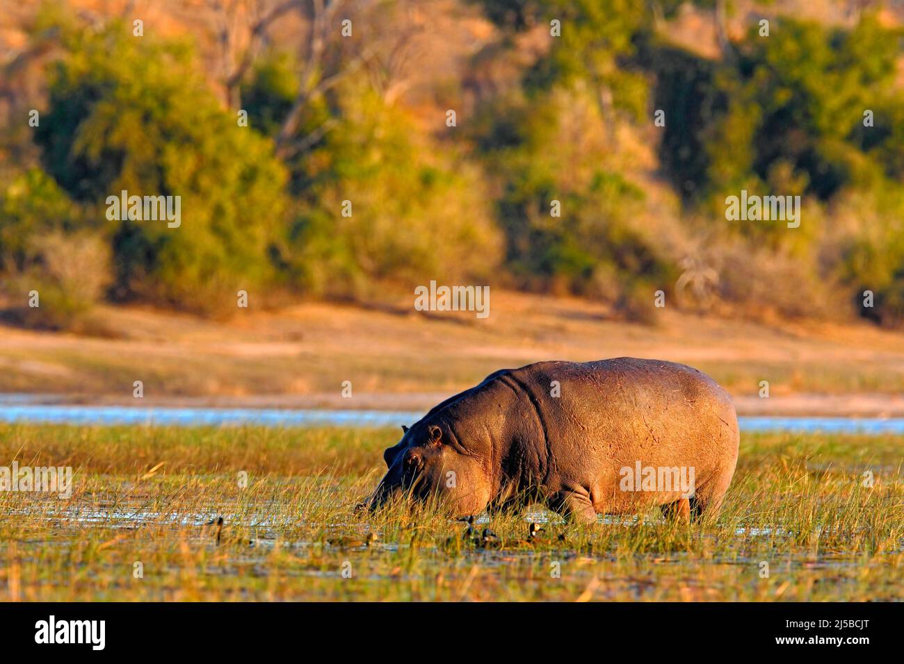 Wildlife in Africa. African Hippopotamus, Hippopotamus amphibius ...
