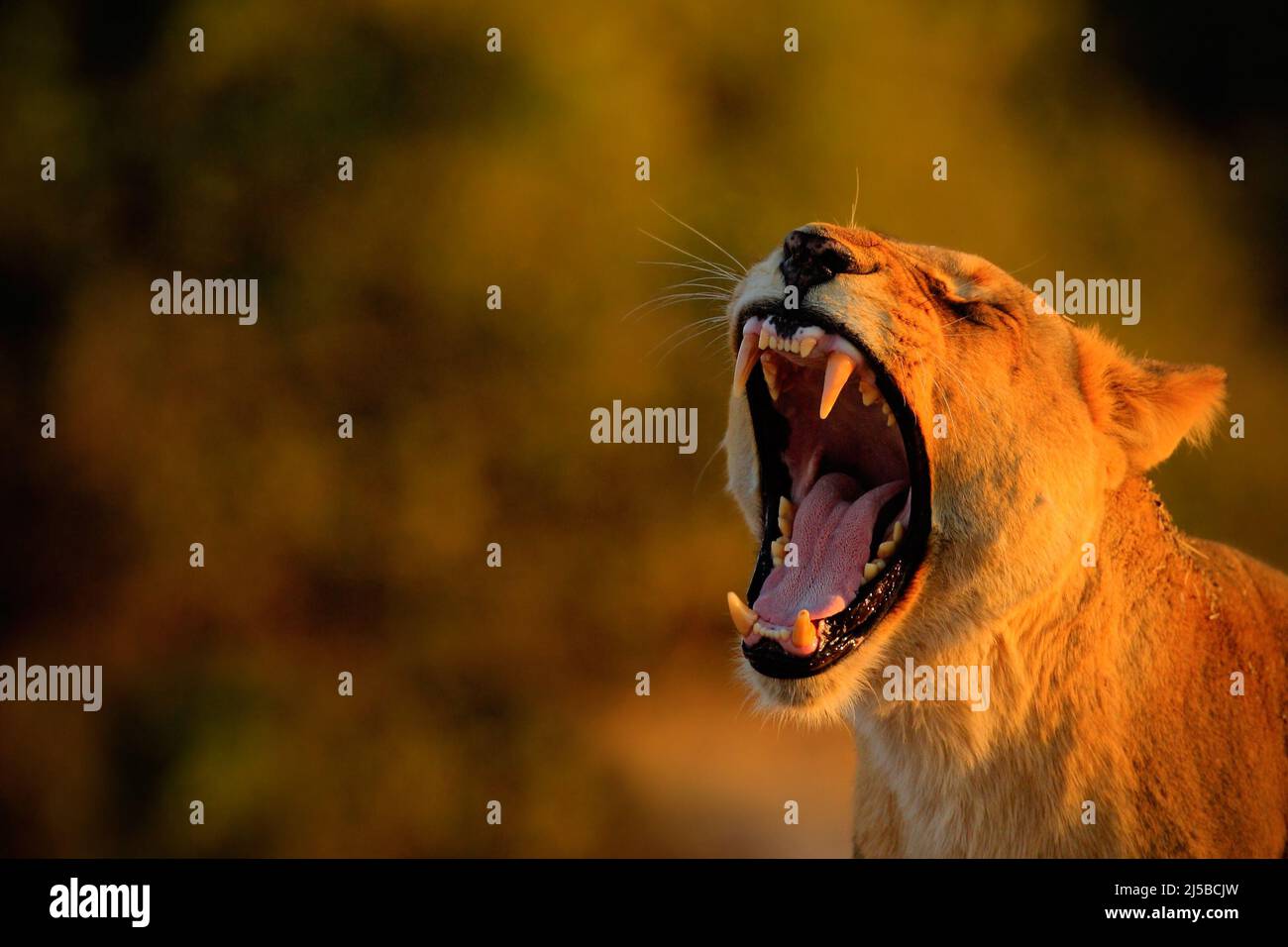Lion female with open muzzle and big tooth. Beautiful evening sun ...