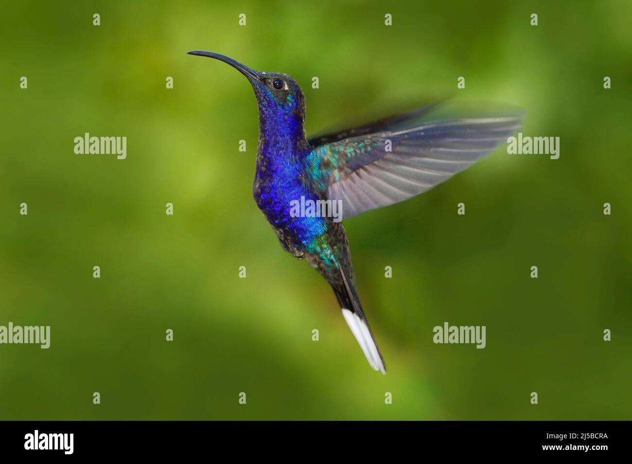 Bird in fly. Flying hummingbird. Action wildlife scene from nature ...