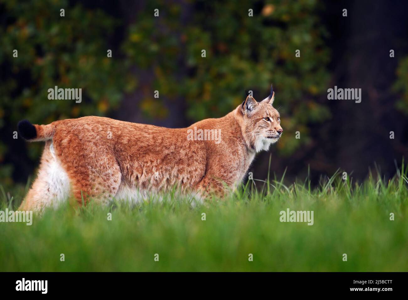 Lynx walking in the green grass. Wild cat Lynx in the nature forest ...