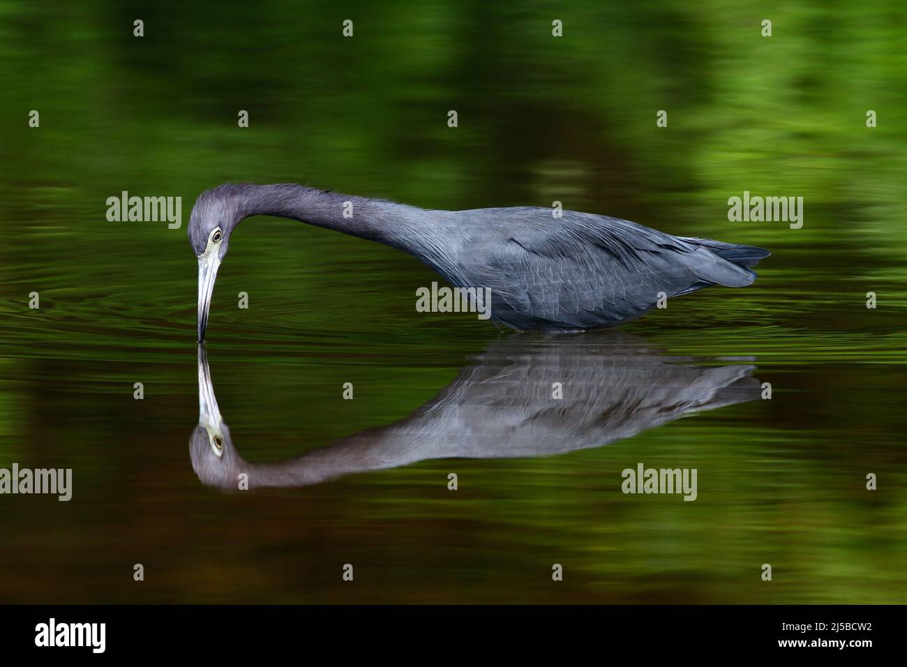 Bird mirror reflection in the beautiful green river water. Wildlife ...
