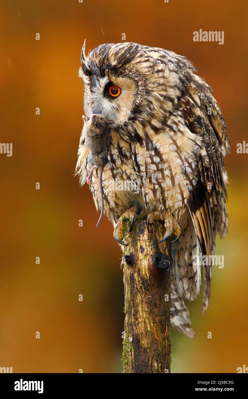 Tawny owl in the forest with mouse in the talon. Brown owl sitting on ...