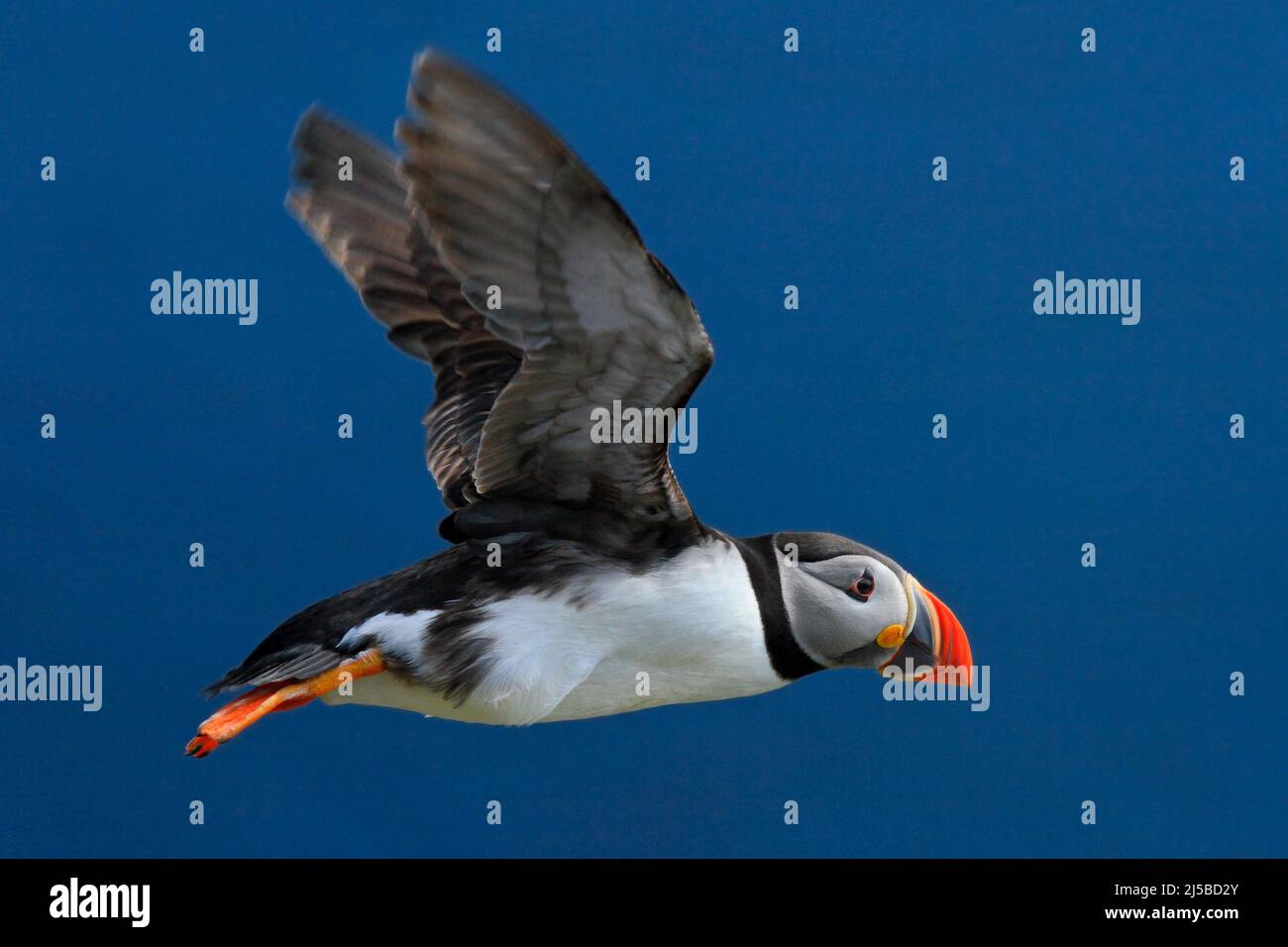 Flying puffin. Atlantic Puffin, Fratercula artica, artic black and ...