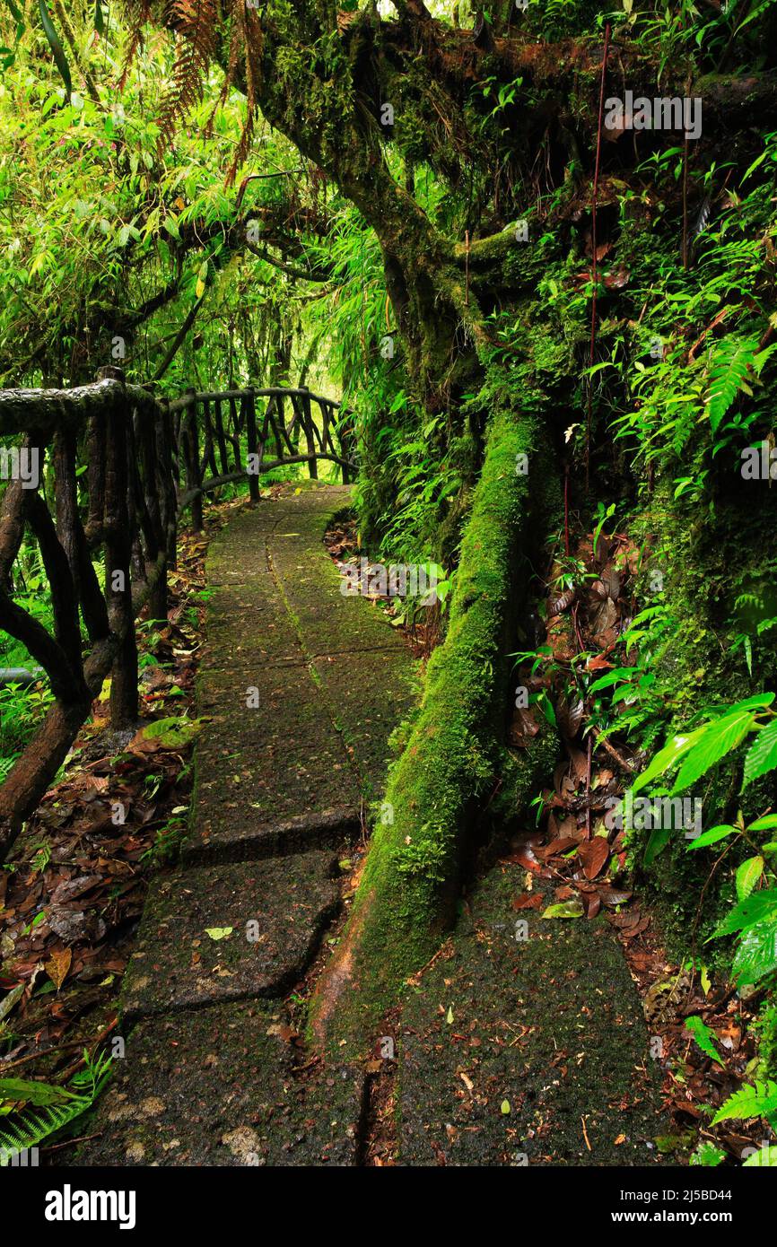Footpath in green tropic forest. Trail in La Paz Waterfall gardens ...