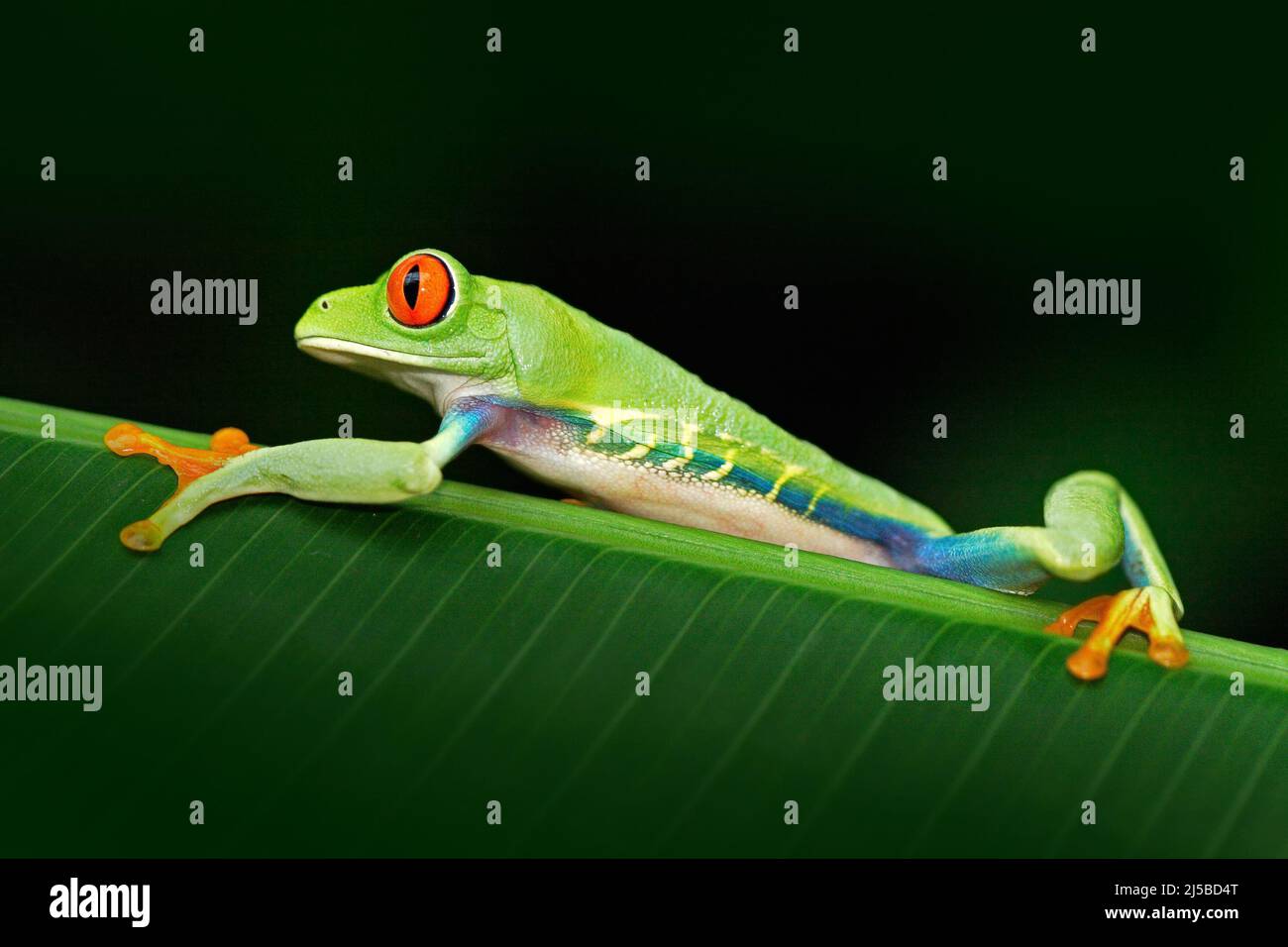 Red-eyed Tree Frog, Agalychnis callidryas, animal with big red eyes, in ...