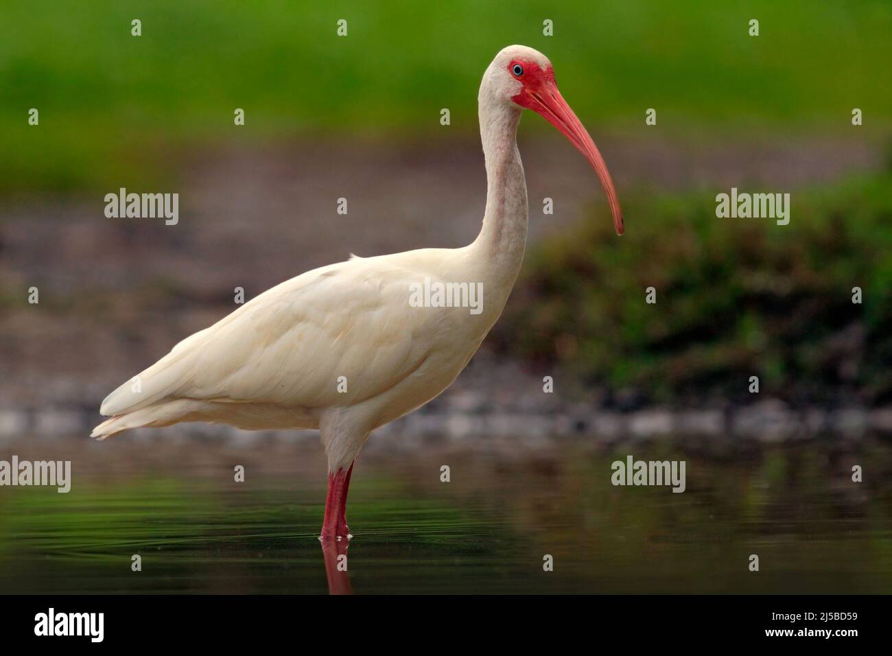 Curved beak shore bird hi-res stock photography and images - Alamy