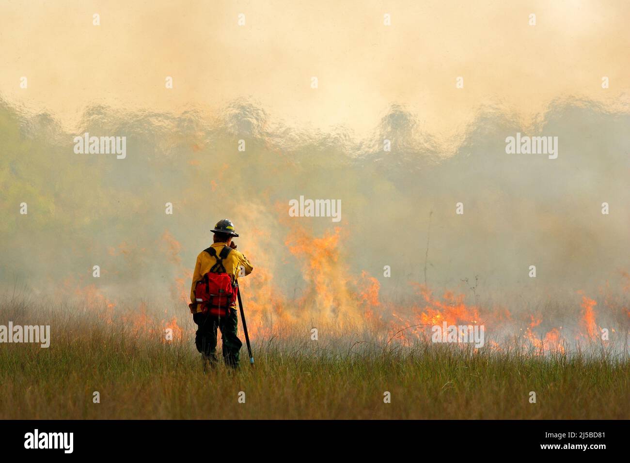 Wildfire in Everglades, grass in flame and fume. fireman with flame in ...