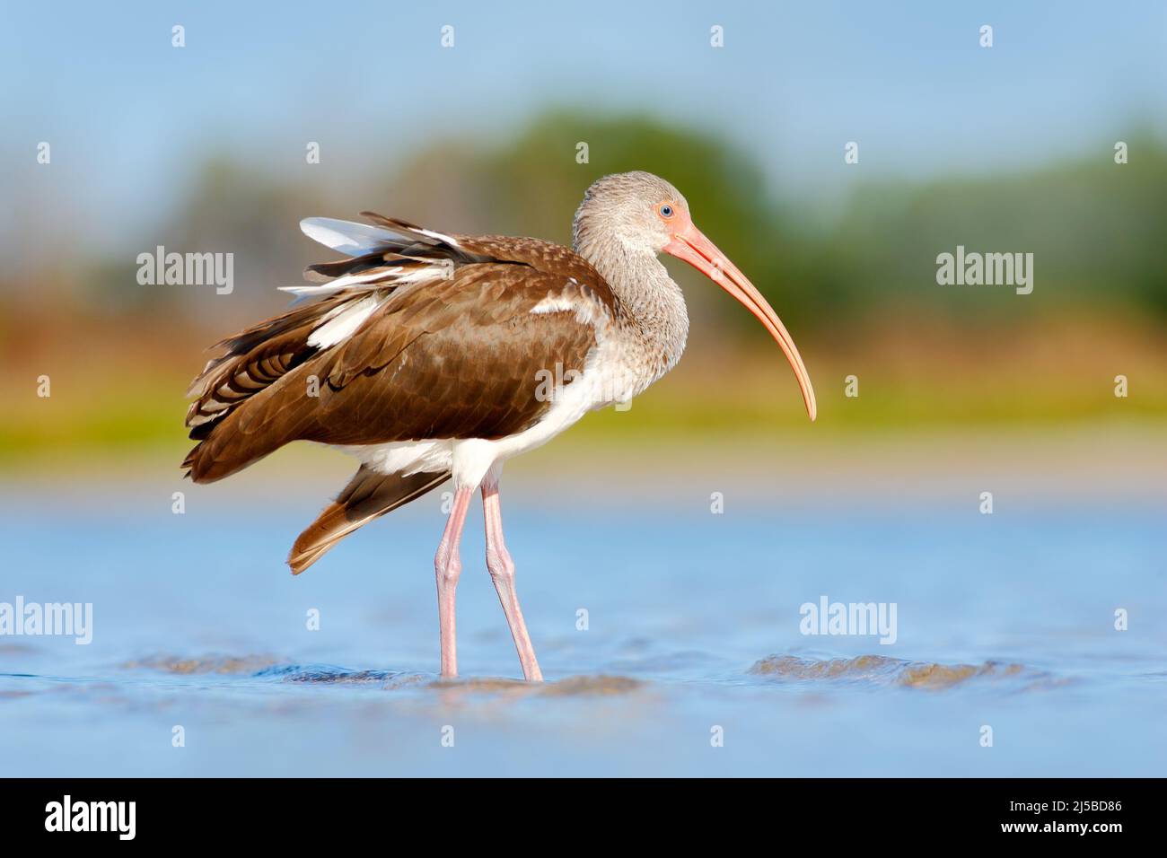 Young brown White Ibis, Eudocimus albus, white bird with red bill in ...