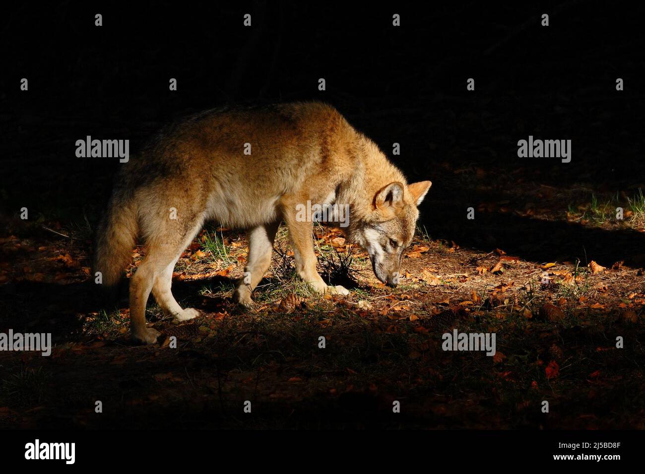 Gray wolf, Canis lupus, in the dark forest. Wolf hidden in the forest ...