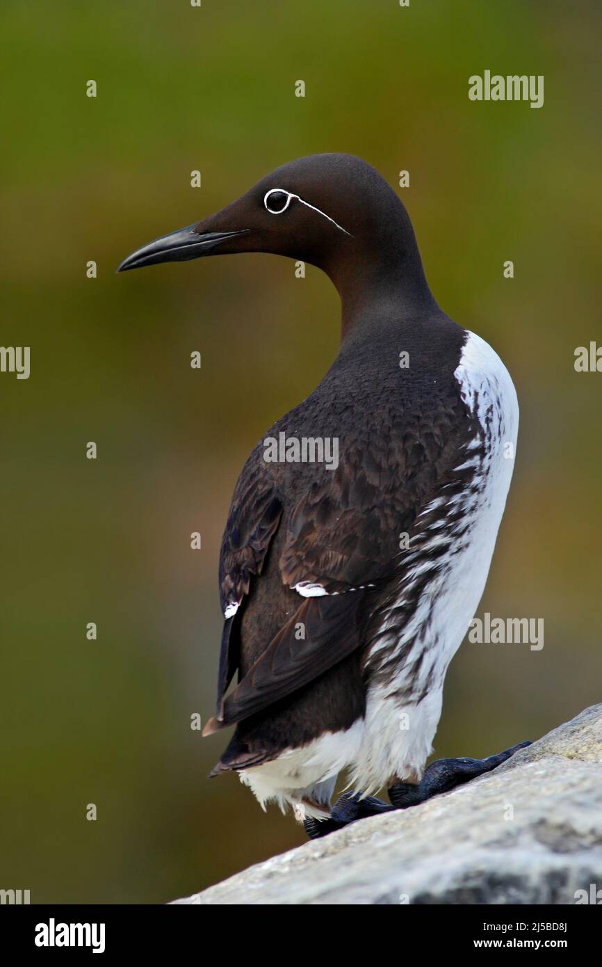 Common Guillemot, Uria aalge, Arctic black and white cute bird sitting ...