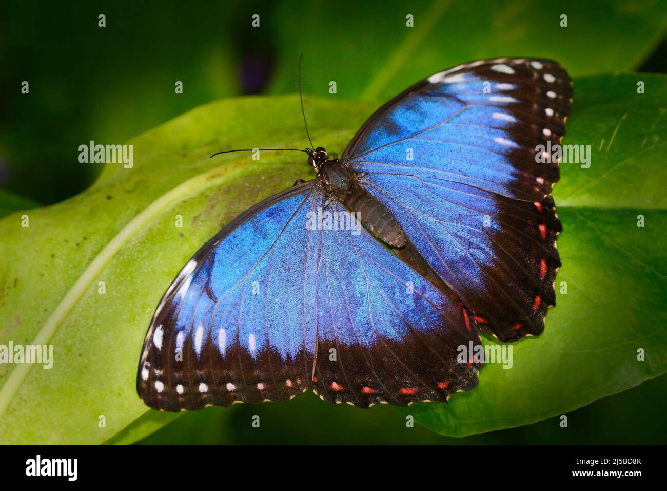 Beautiful insect in the nature habitat, wildlife scene. Butterfly in ...